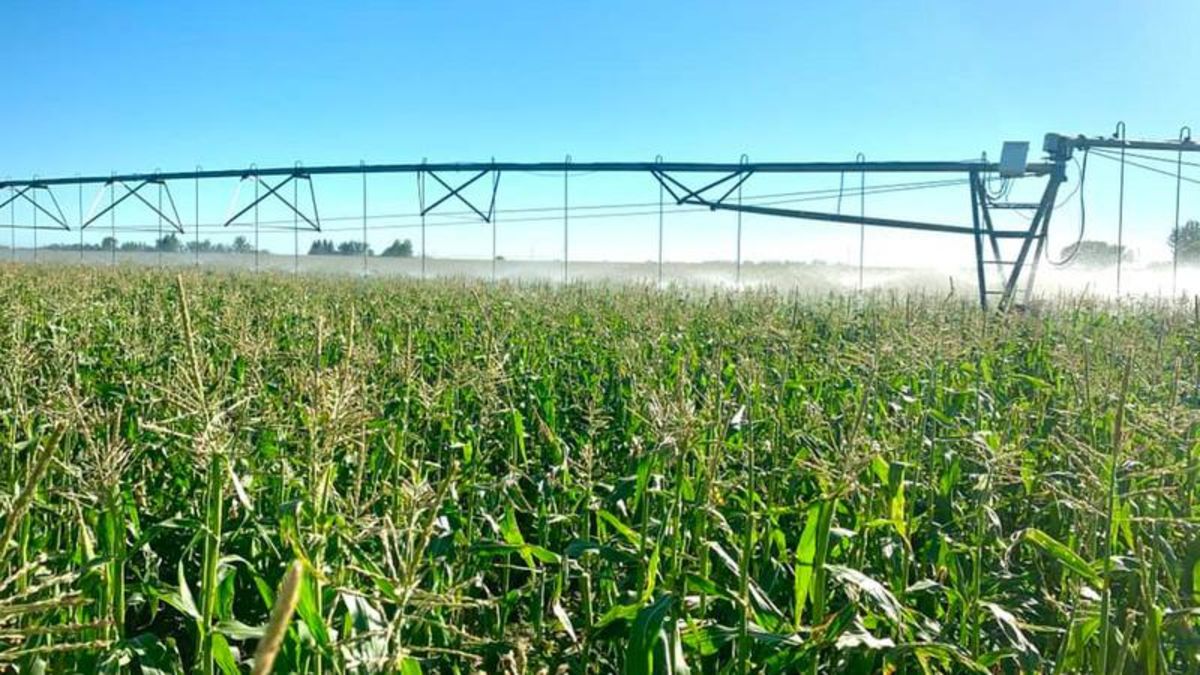 Taber corn should be ready in early August despite tough growing season ...