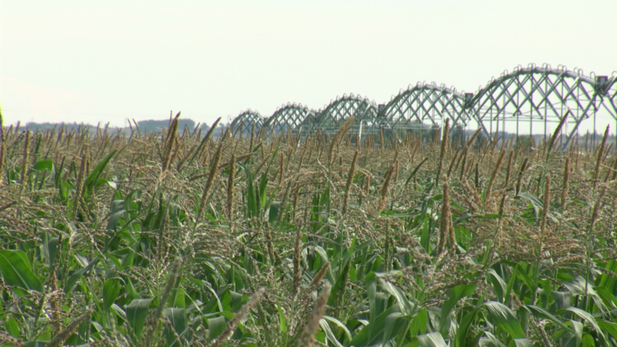 Expect Taber corn to be ready for supper in early August | rdnewsnow.com