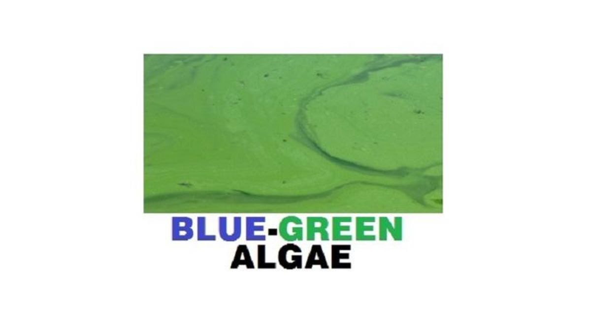 Blue-green algae bloom advisory issued for Alix Lake | rdnewsnow.com