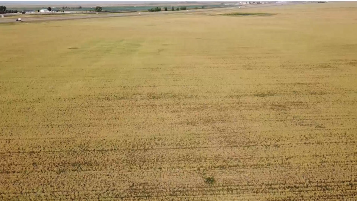 Alberta Agriculture Minister outlines dry weather support for farmers ...