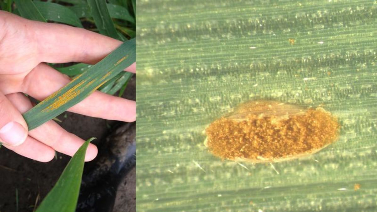 Search for rust resistance in wheat an ongoing process for genetic ...