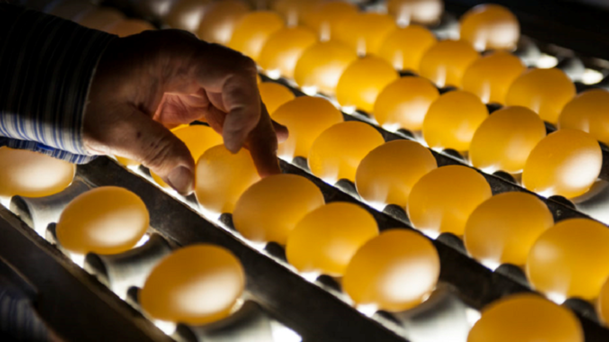 Project funding and collaboration expected to boost poultry sector ...