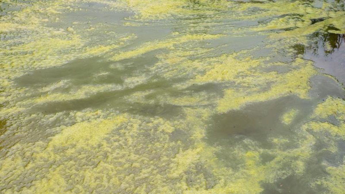 Blue-green algae advisories lifted in southern Alberta | CHAT News Today