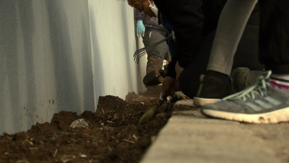 Orange tulips planted by Harwin Elementary students in honour of ...
