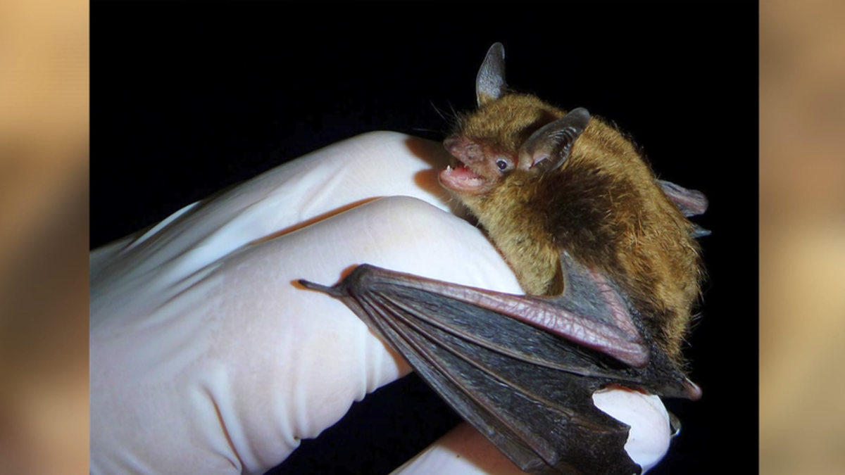UNBC Prof: “We need to stop trash-talking bats” | CKPG Today
