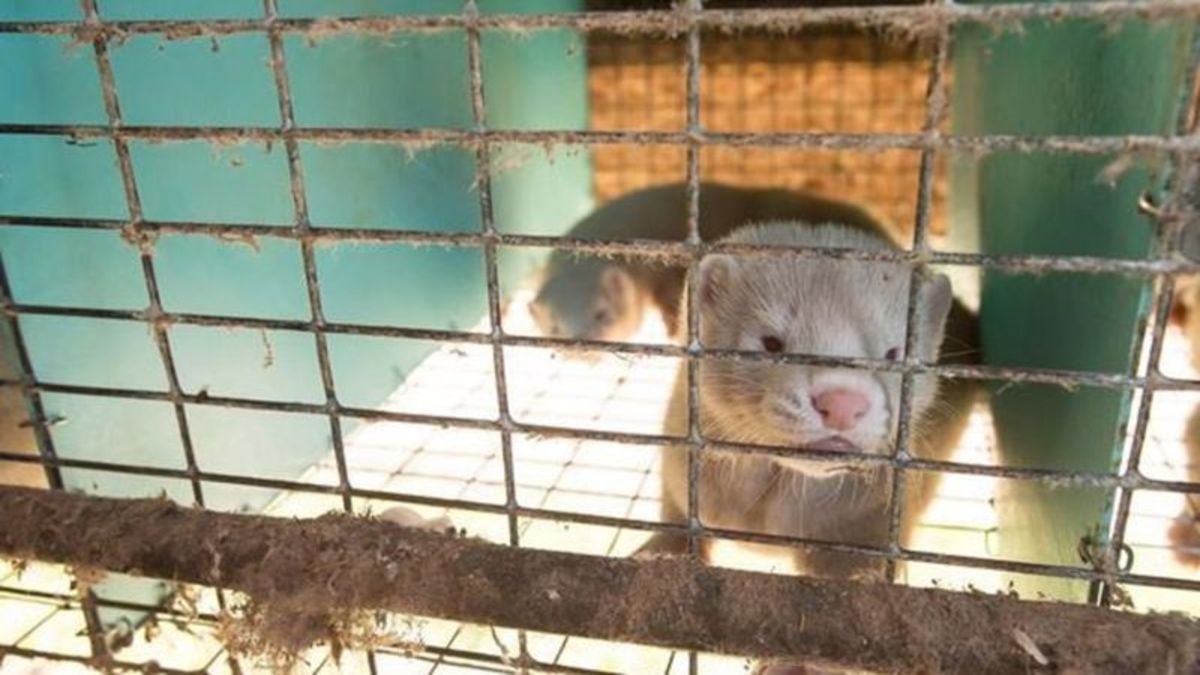 British Columbia phasing out mink farms because of COVID-19 spread ...