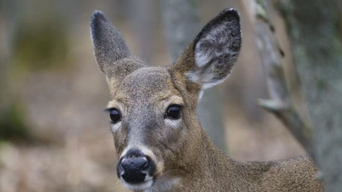 COVID-19 shows up in Canadian wildlife for first time with three Quebec ...