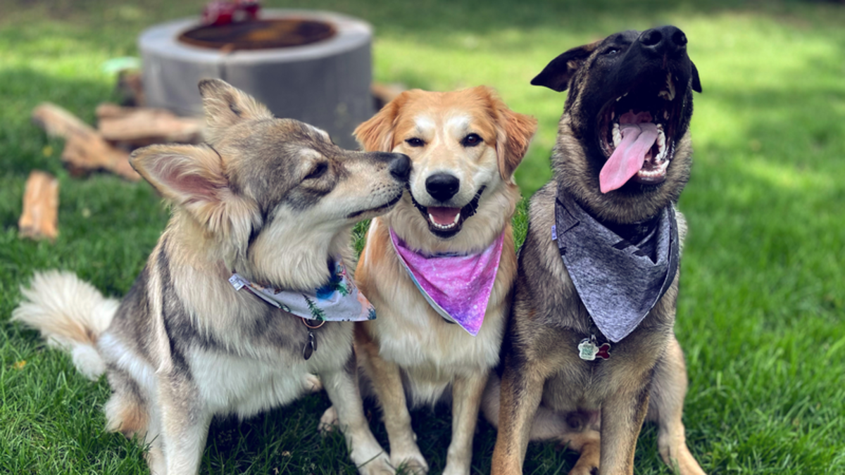 Three Prince Albert dogs featured in calendar for Canada-wide ...