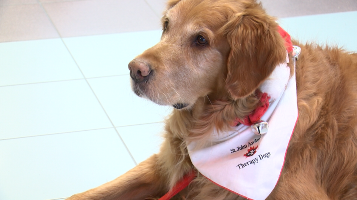 Meet Ollie, the therapy dog helping ease stress at school and clinics ...