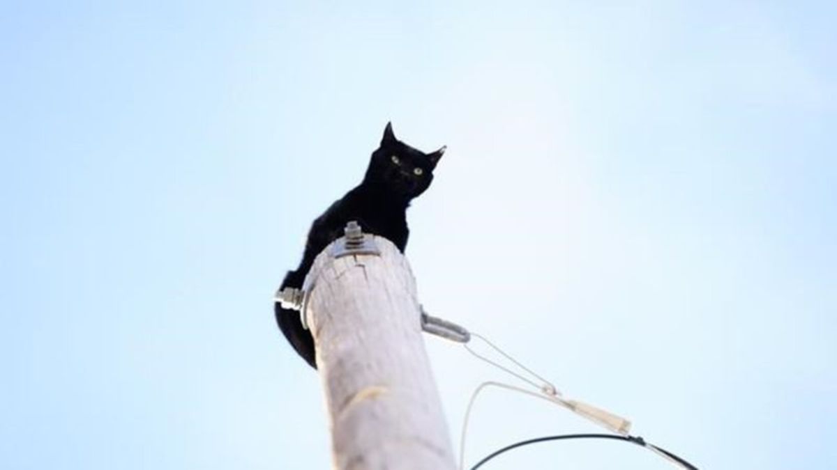 ‘Panther’ the cat rescued after days-long power-pole perch | Lethbridge ...