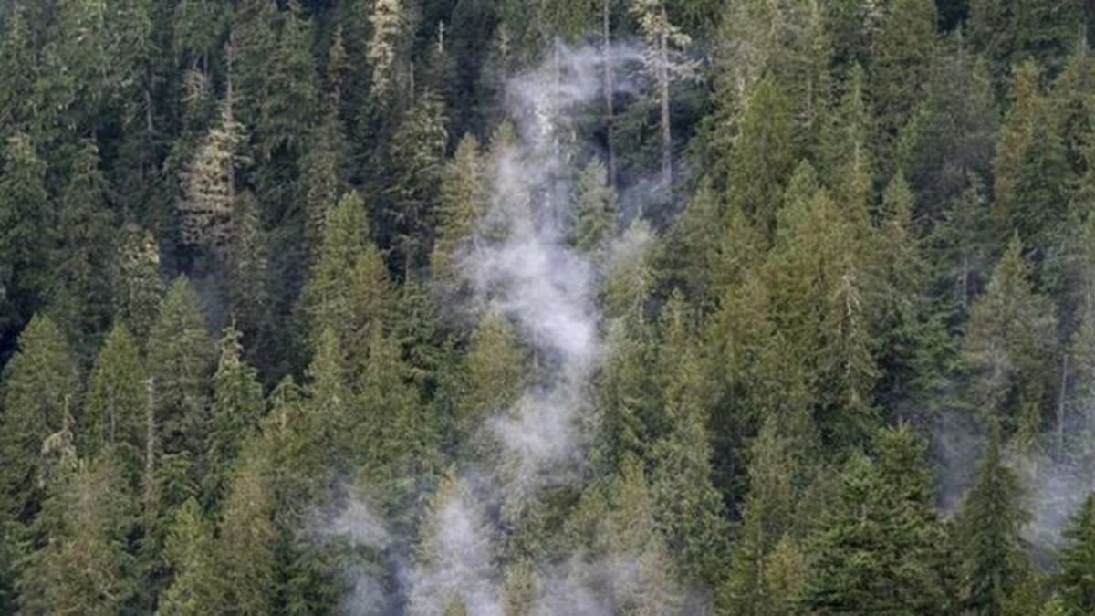 Only 8.5 million of the two billion trees promised by PM have been ...