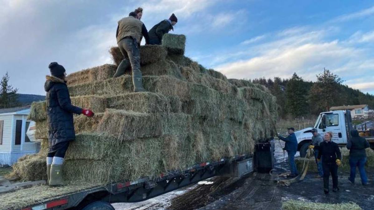 Hundreds of bales of hay donated to First Nation hit hard by wildfire ...