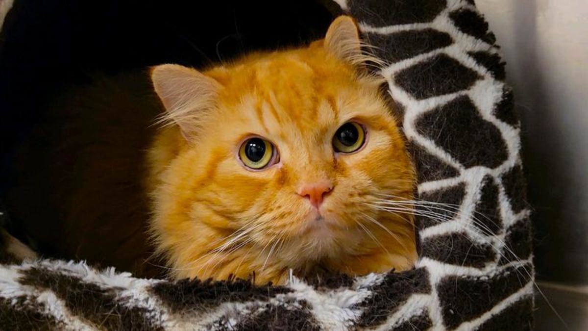 Meet Cheesy Poof, an adorable cat you’ll want to share your pot pie ...