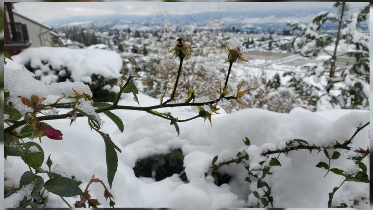 Indigenous families honour Christmas and Solstice at this time of year ...