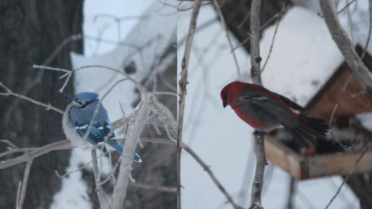 Dedicated Turtleford group takes part in Christmas Bird Count | farmnewsNOW