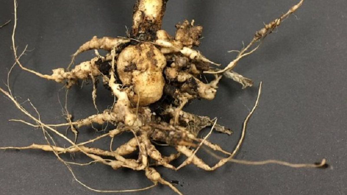 Listen: Clubroot continues to spread in Saskatchewan | farmnewsNOW