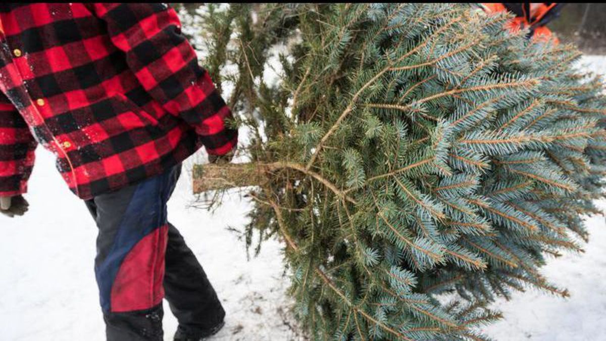 Lethbridge’s Christmas Tree Collection taking place Saturday ...