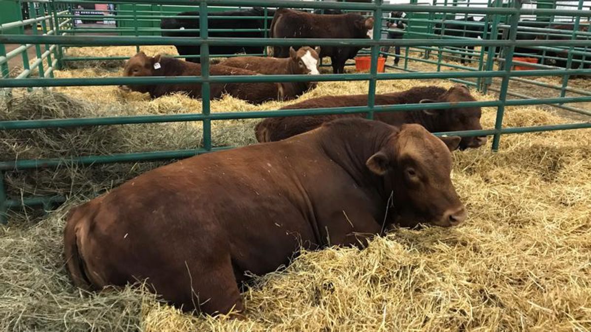 Foster’s Peace Country Classic Agri-Show dates set | EverythingGP