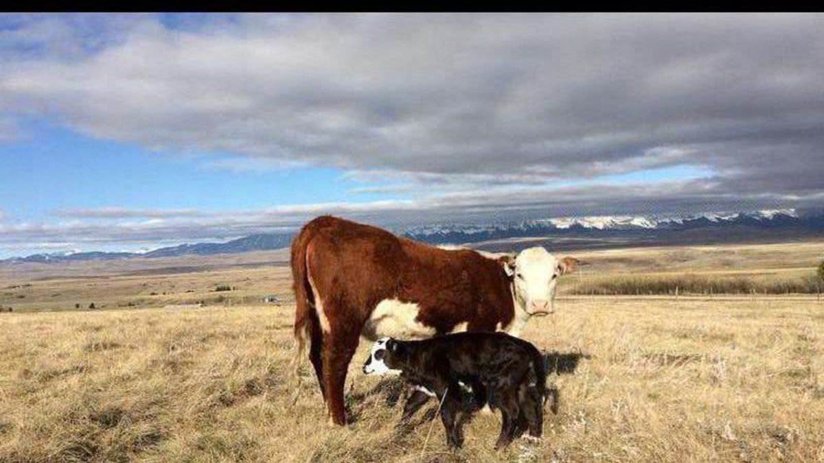 Canadian cattle producers desperate as feed shortage reaches crisis ...
