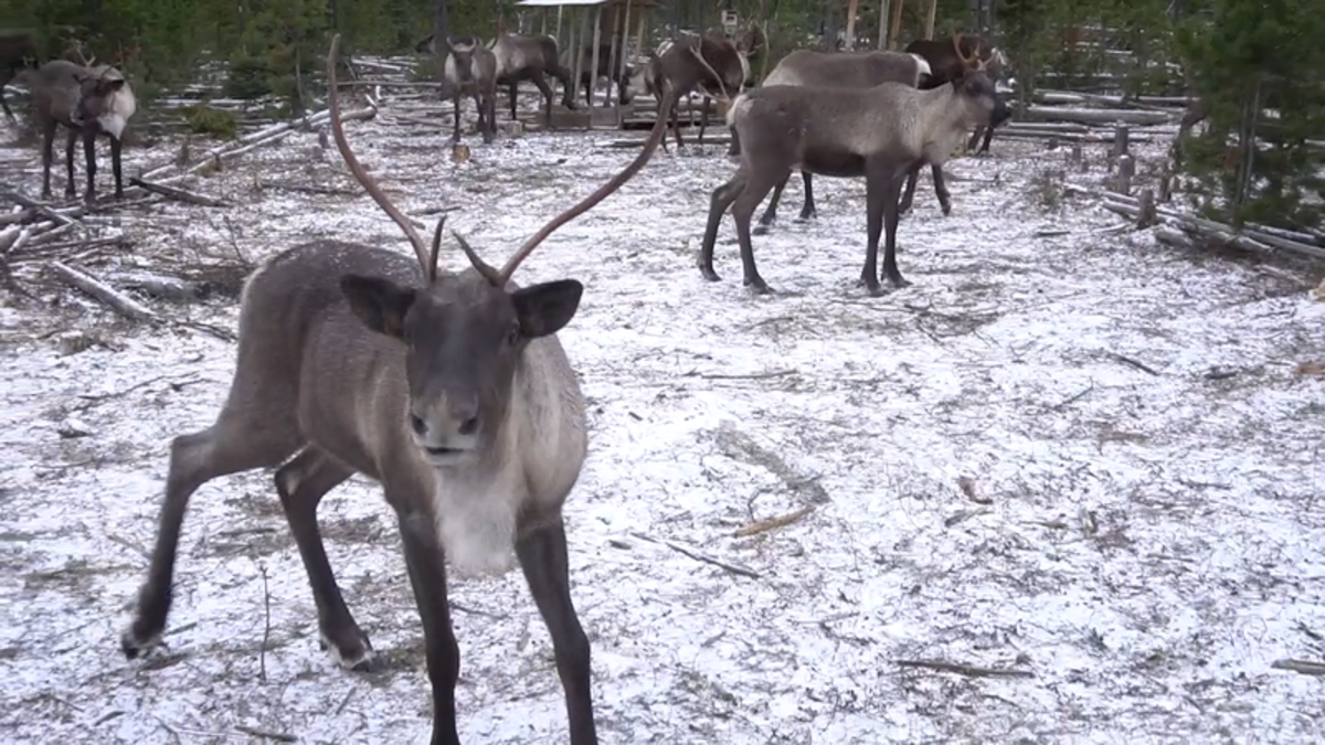 Grants approved for 14 caribou habitat restoration projects. | CKPG Today