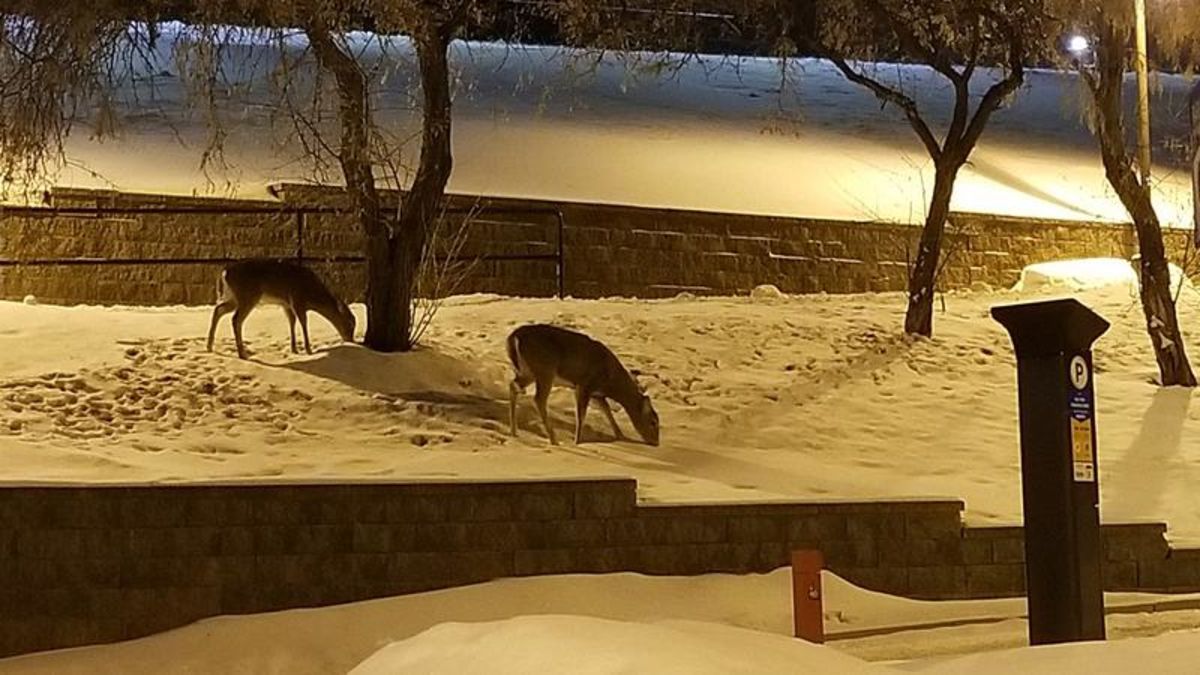 Alberta and Saskatchewan to fund research into chronic wasting disease ...