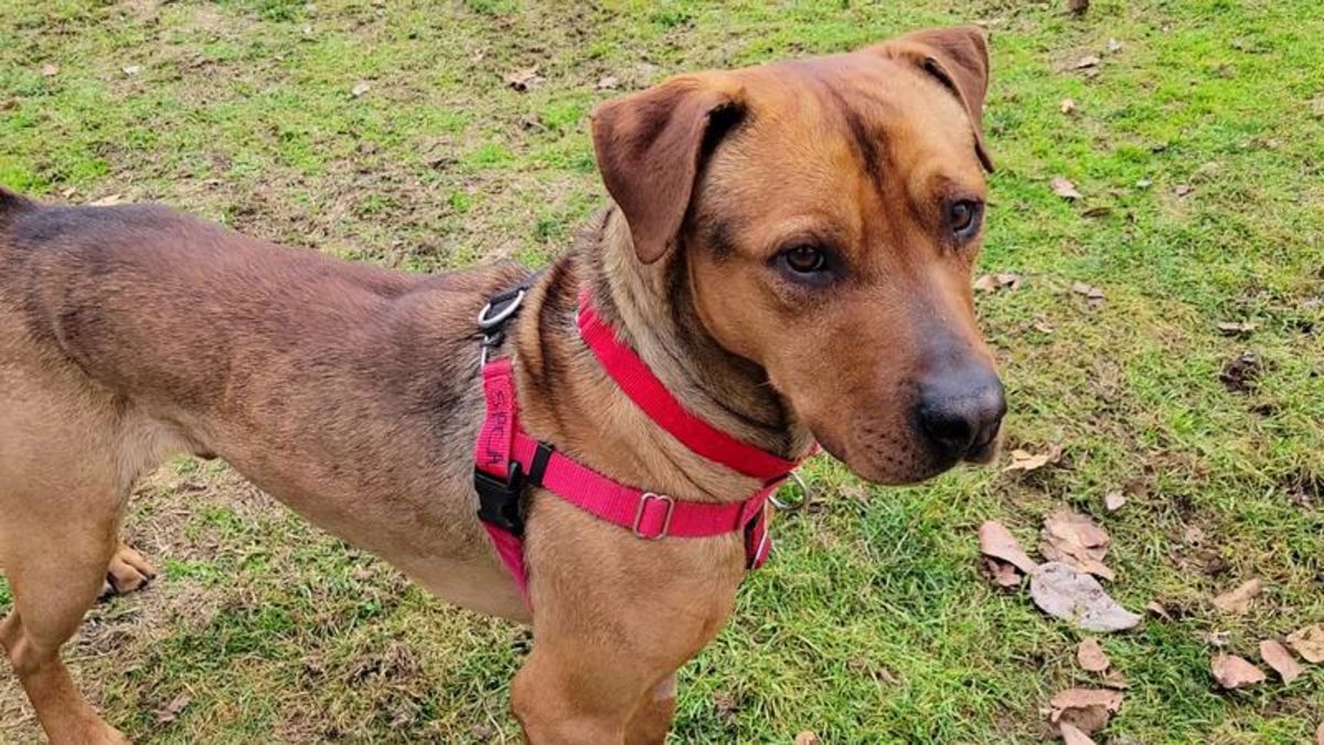 Rudy the Rhodesian Ridgeback cross wants to be your friend ...
