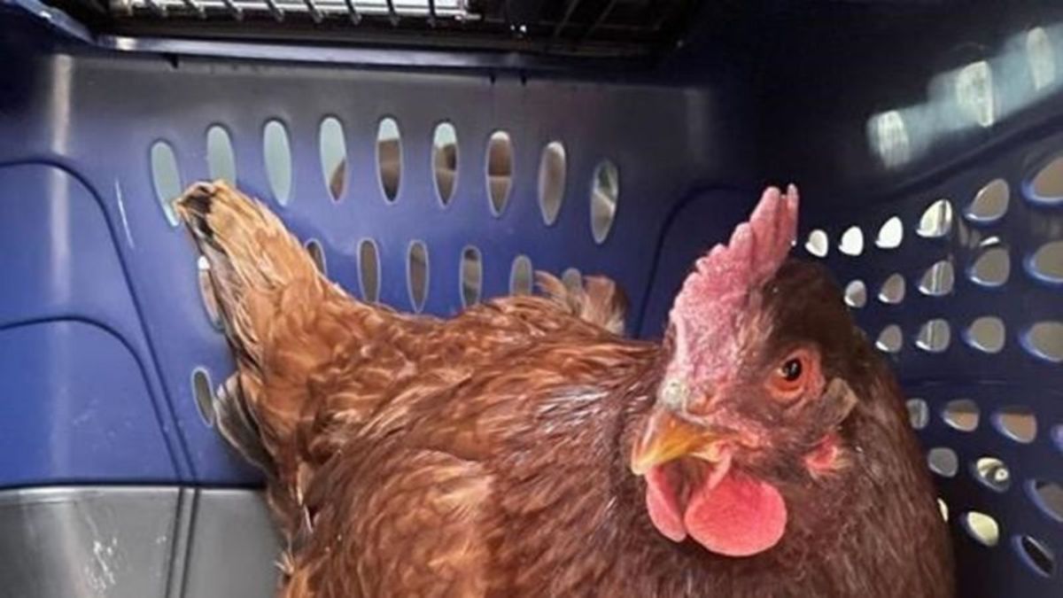 Wandering hen taken into custody at Pentagon security area | CHAT News ...