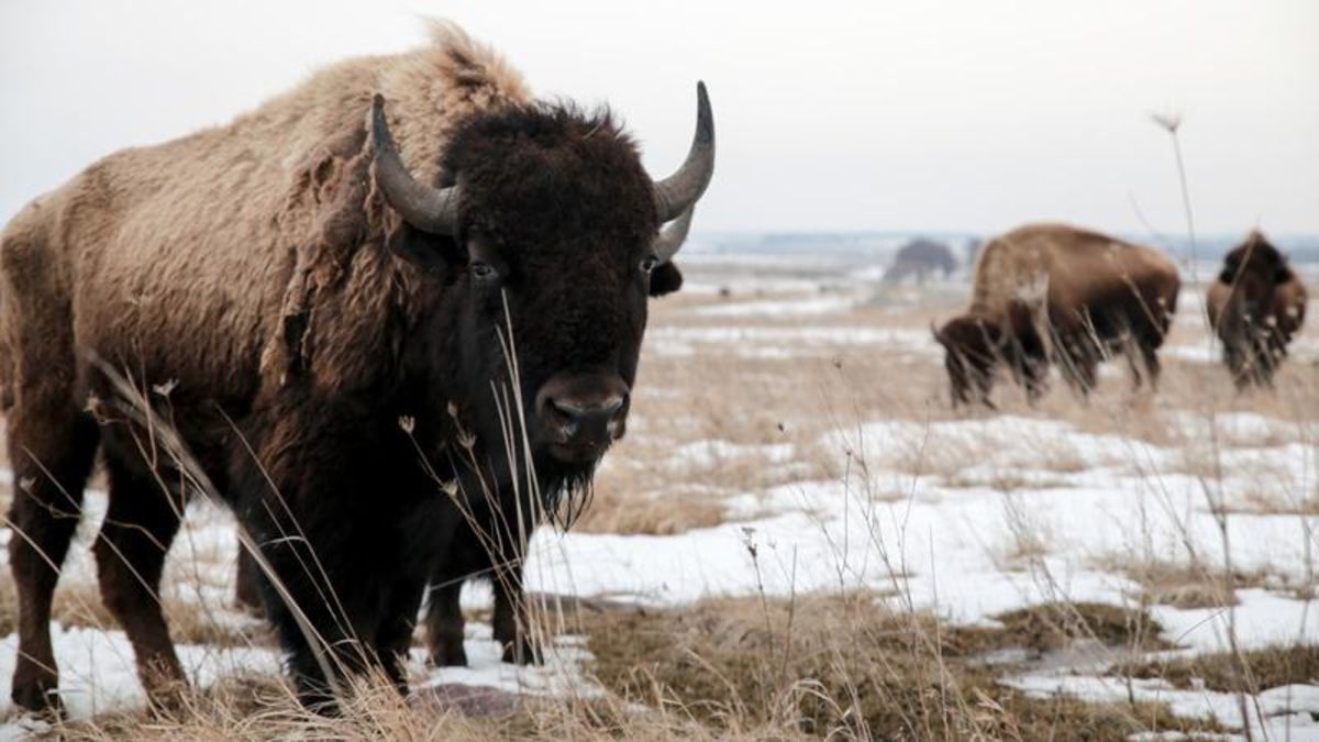 Listen: 40 plains bison moved to Key First Nation lands | CJVR Today's ...