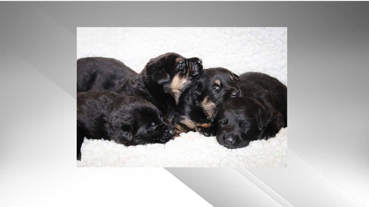 Help Alberta RCMP name the puppies that will become police dogs ...
