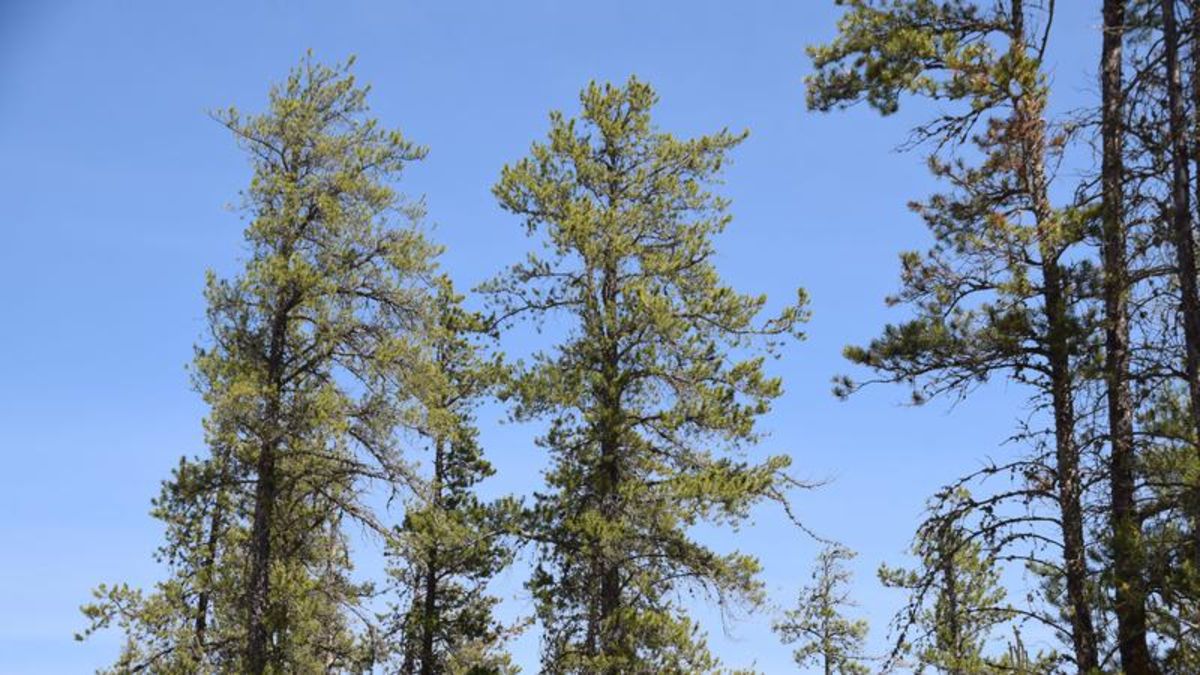 Province renews joint FMA as part of long-term investment in northern ...