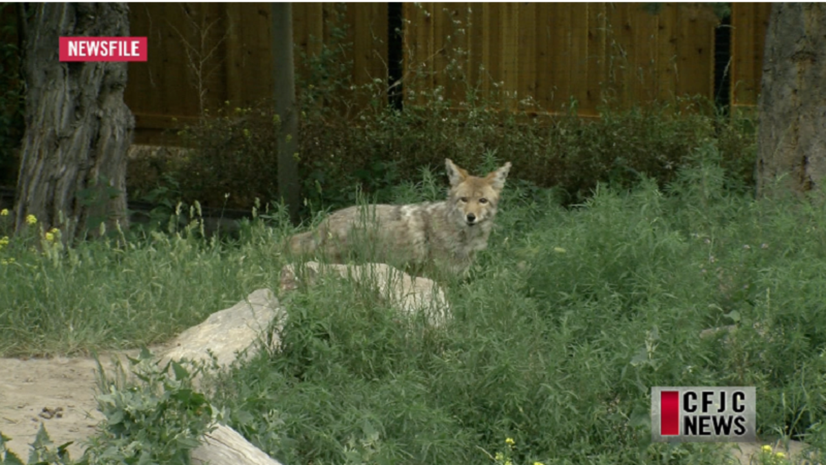 BC SPCA reminding residents how to be safe from coyotes as mating ...
