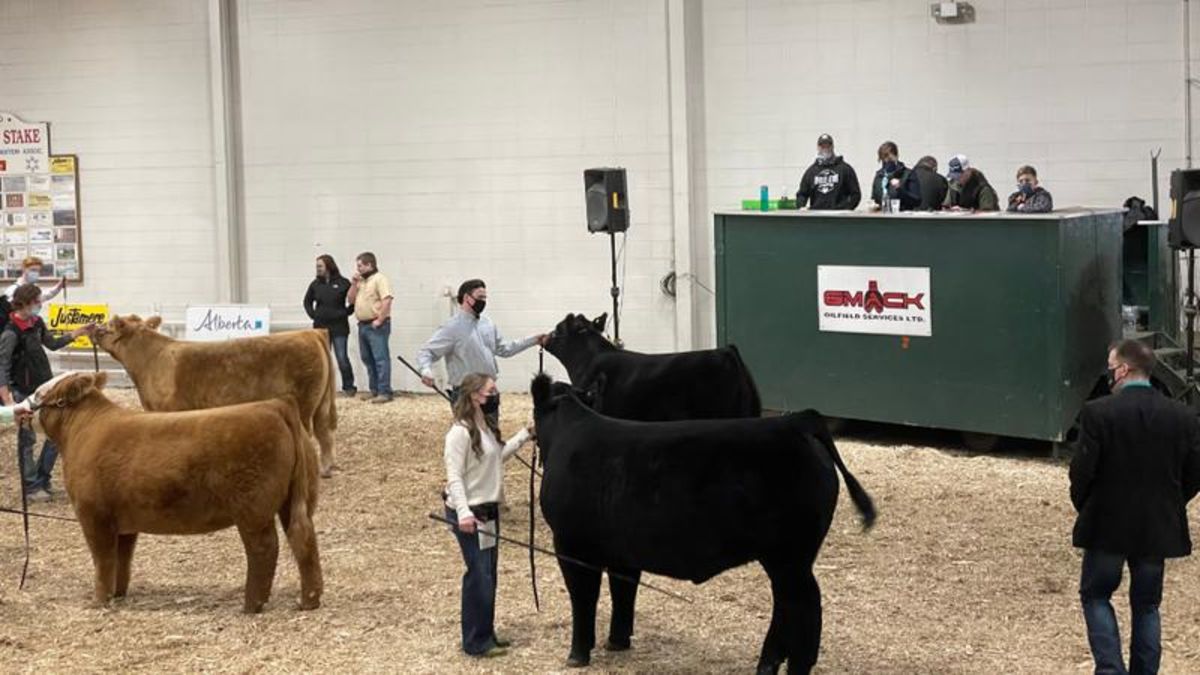 Spring cattle show coming to Lloydminster in March | CJVR Today's Best ...