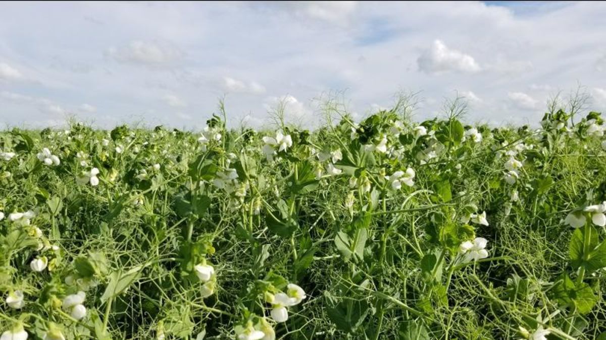 Listen: Test pea seed quality, again | farmnewsNOW