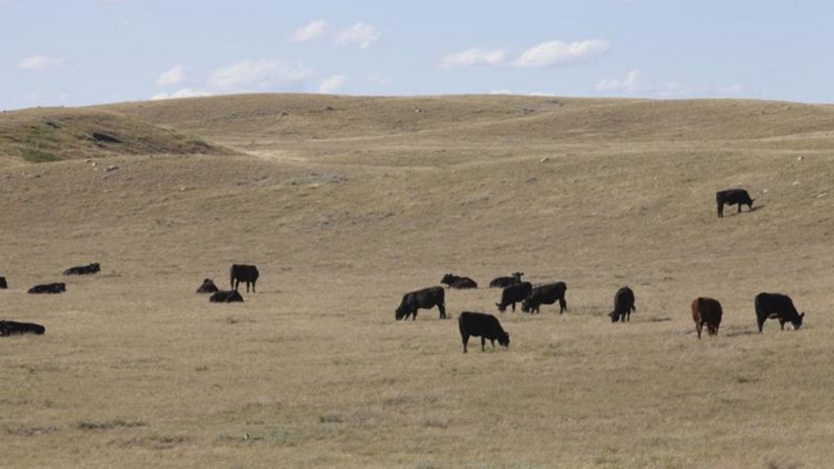Saskatchewan First Nations seek partnerships with cattle producers ...