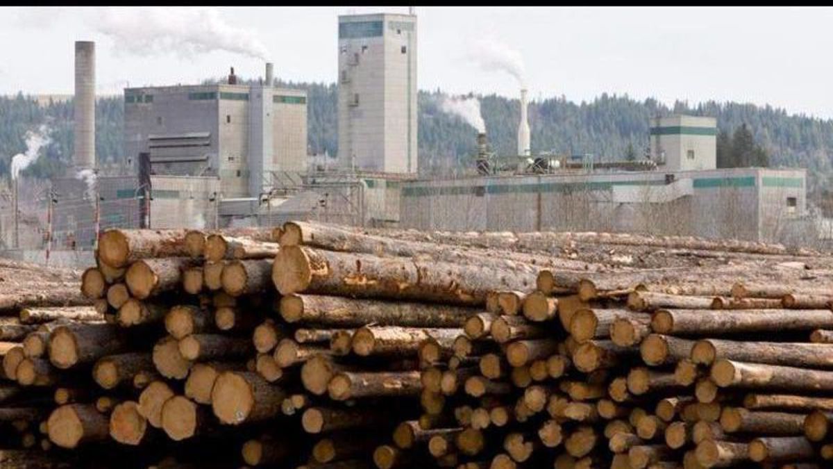 Saskatchewan forestry sector sets new sales record in 2021 | paNOW