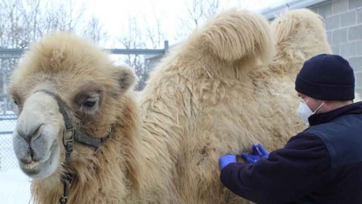 Winnipeg zoo giving COVID-19 vaccine to 55 animals including tigers and ...