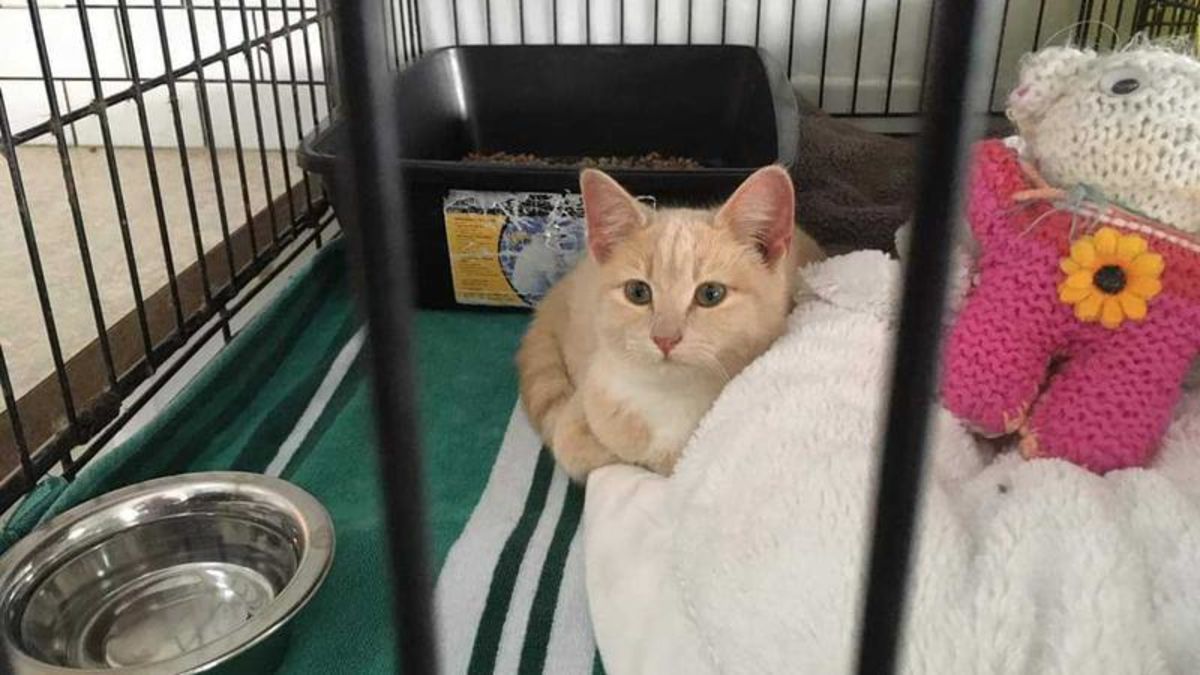 City issues Stop Order to Last Chance Cat Ranch, appeal to be heard ...