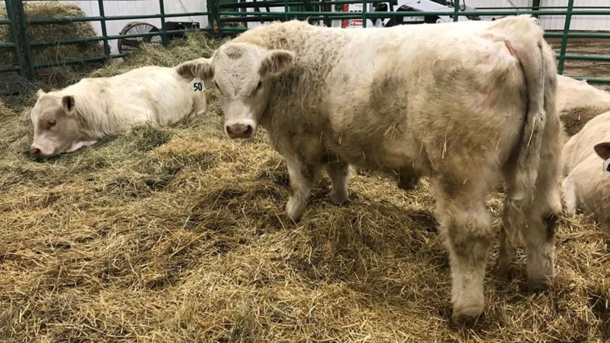 Bull sale, Farm Family of the Year tribute to highlight Friday at the ...