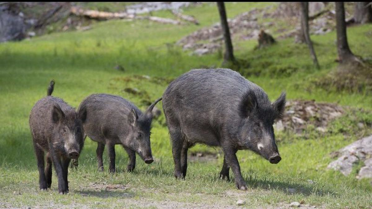 Province announces made-in-Alberta solution to battle wild boar ...