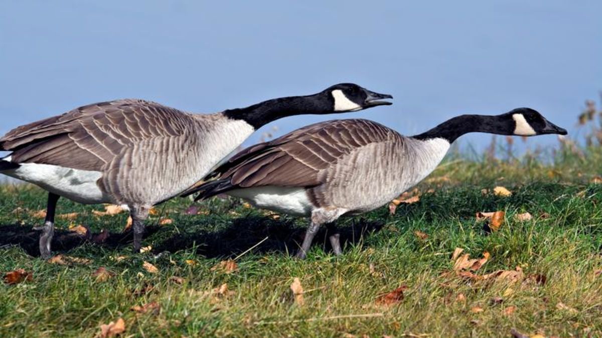 Goose population control program continues | Vernon Matters