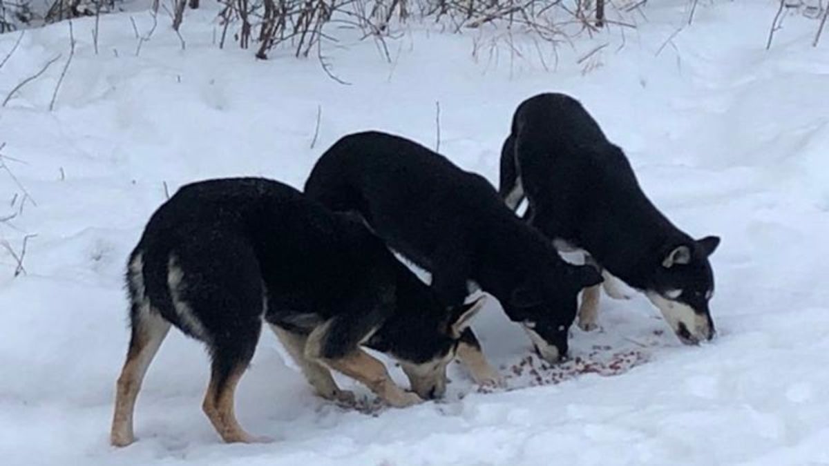 Northern community faces backlash over planned dog cull | northeastNOW