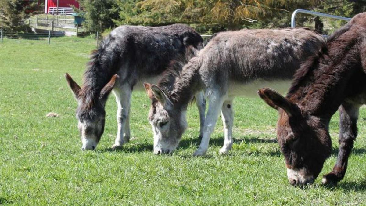 Turtle Valley Donkey Refuge open to public after two-year closure | B100
