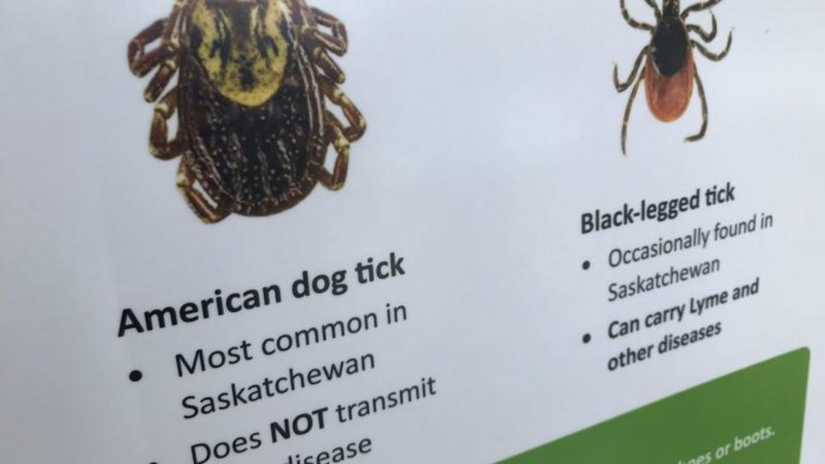 Ticks set to emerge in Saskatchewan | battlefordsNOW