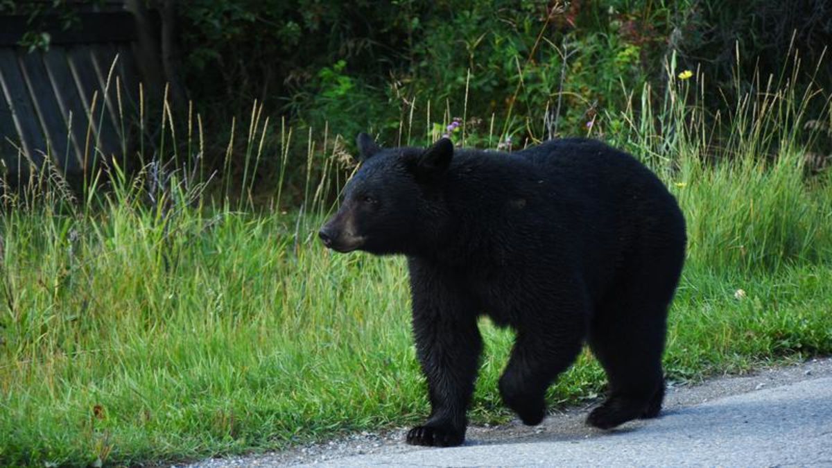 Bears in downtown Vernon, Coldstream | Vernon Matters