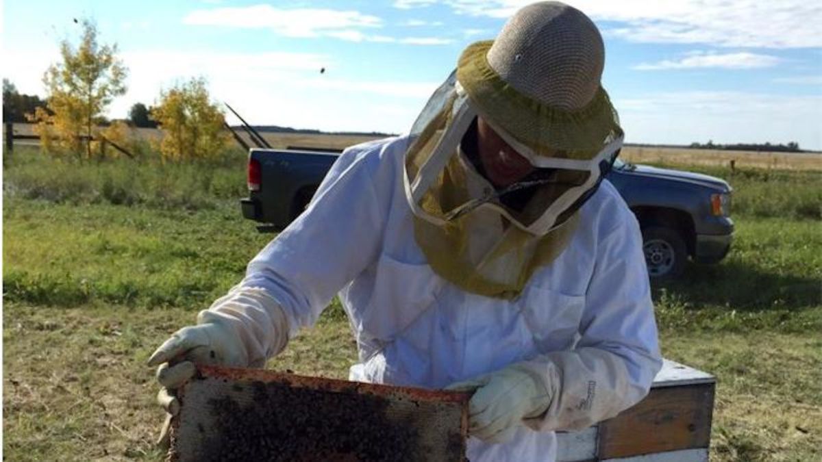 ‘It’s gonna be a tough year’: Local beekeepers face loss of income due ...