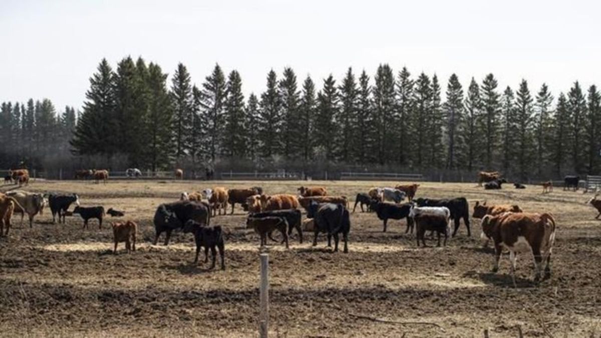 MLA wants more public comment on feedlot plan near popular Alberta ...