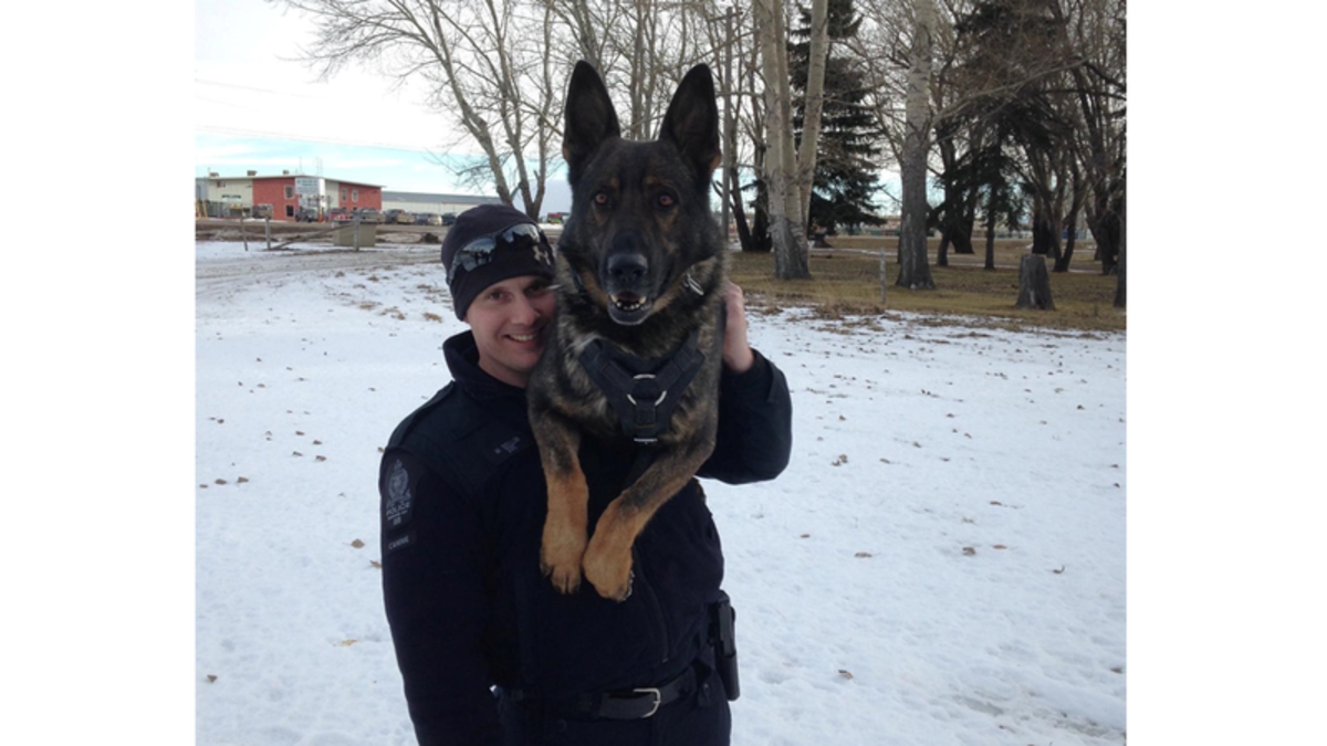 Police mourning death of retired Police Service Dog Finn | CHAT News Today