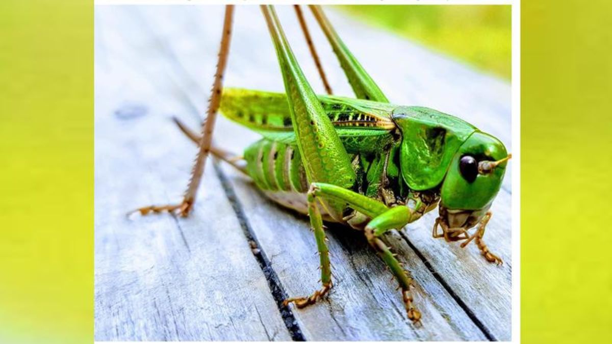 Wilkie group asking for designs for town’s new grasshopper sculpture ...