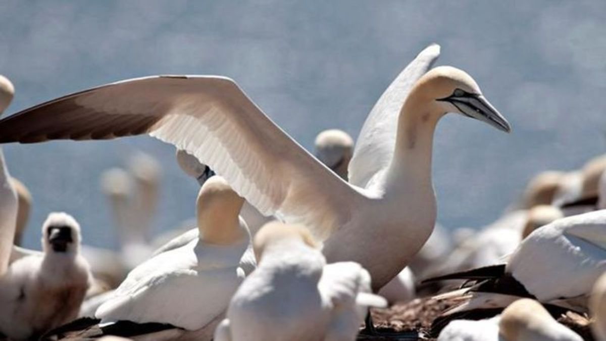 Strain of highly pathogenic avian influenza kills thousands of birds in ...