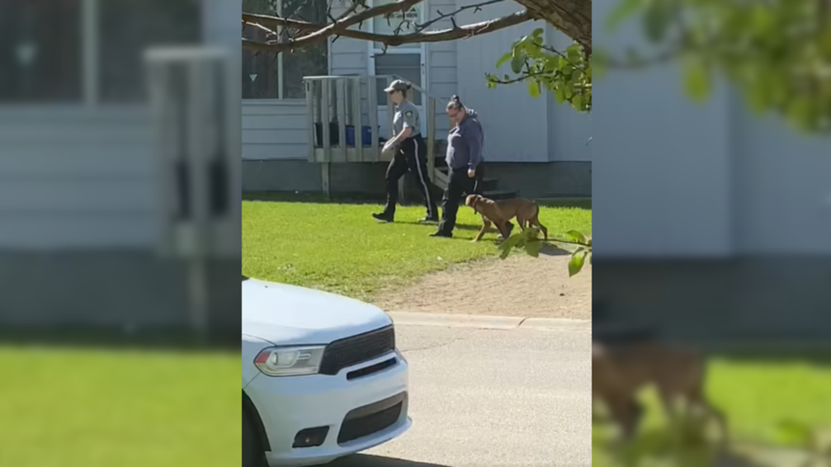 Animal protection investigates actions of Prince Albert dog owner | paNOW